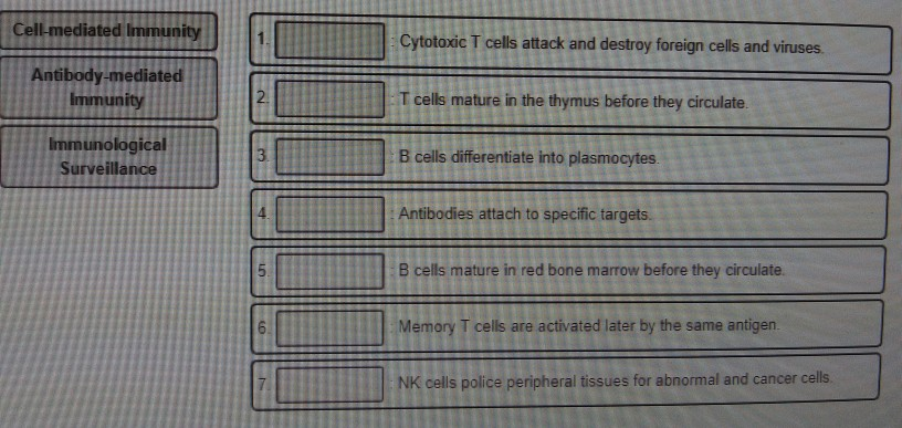 Solved Drag and drop the correct type of immunity on the | Chegg.com