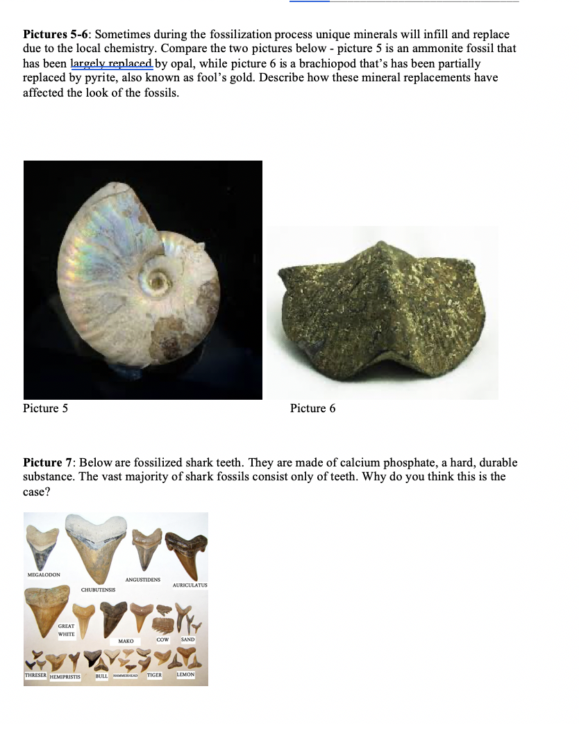 Solved Pictures 5-6: Sometimes during the fossilization | Chegg.com