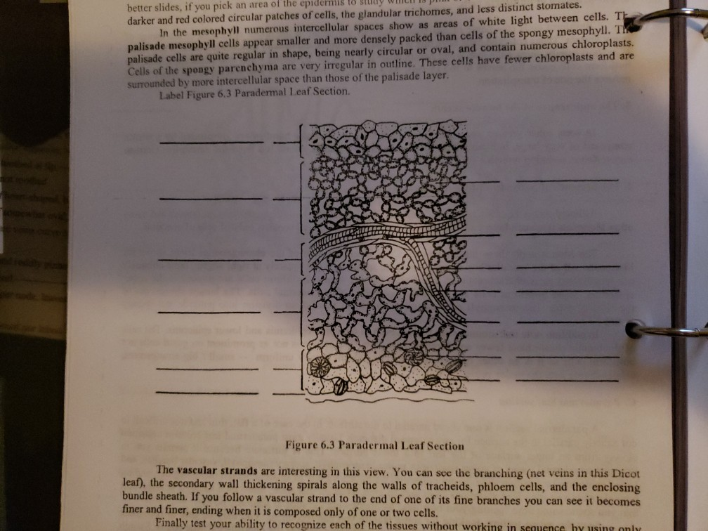 Solved Please label. | Chegg.com