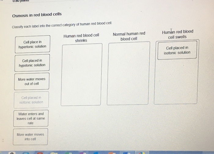 Solved Osmosis in red blood cells Classify each label into | Chegg.com