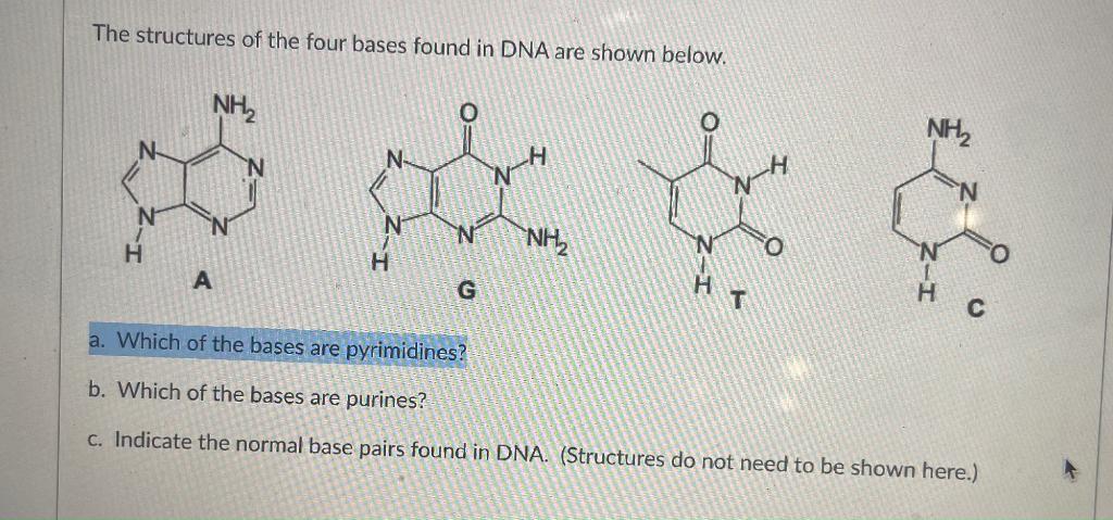 Solved The structures of the four bases found in DNA are | Chegg.com