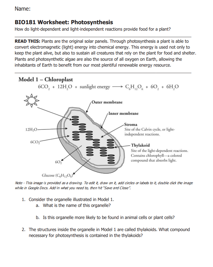 Solved Name: BI0181 Worksheet: Photosynthesis How do | Chegg.com