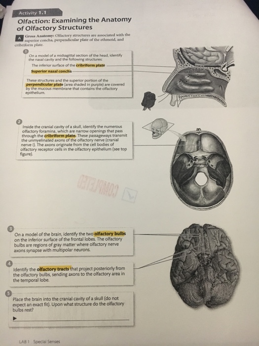 Solved Activity 1.1 Olfaction: Examining the Anatomy of | Chegg.com