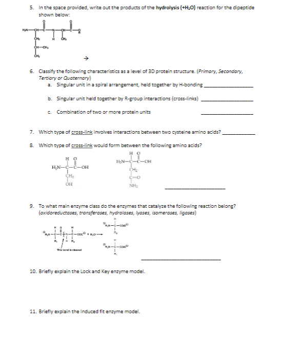 1. Proteins are a type of biological macromolecule, | Chegg.com