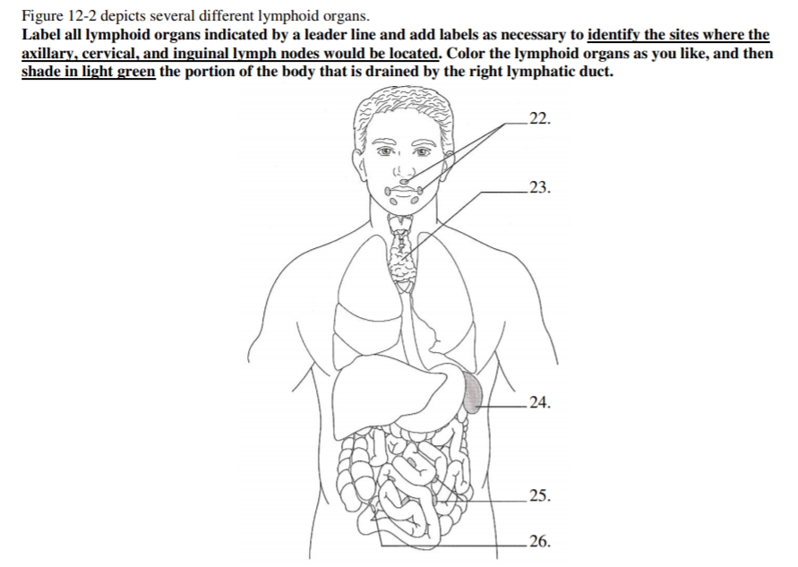 Solved Figure 12-2 depicts several different lymphoid | Chegg.com
