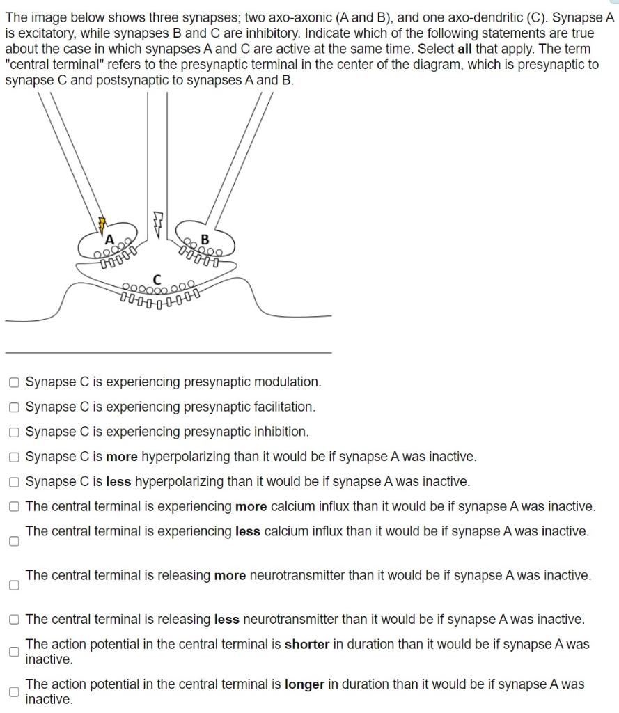 Solved The image below shows three synapses; two axo-axonic | Chegg.com