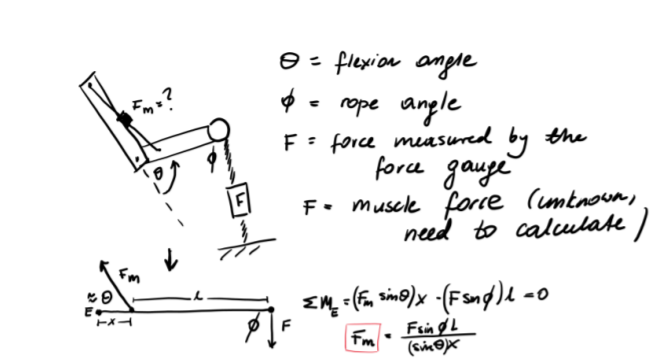 Solved Emr? o=flexion angle Ø = rope angle by force gauge | Chegg.com