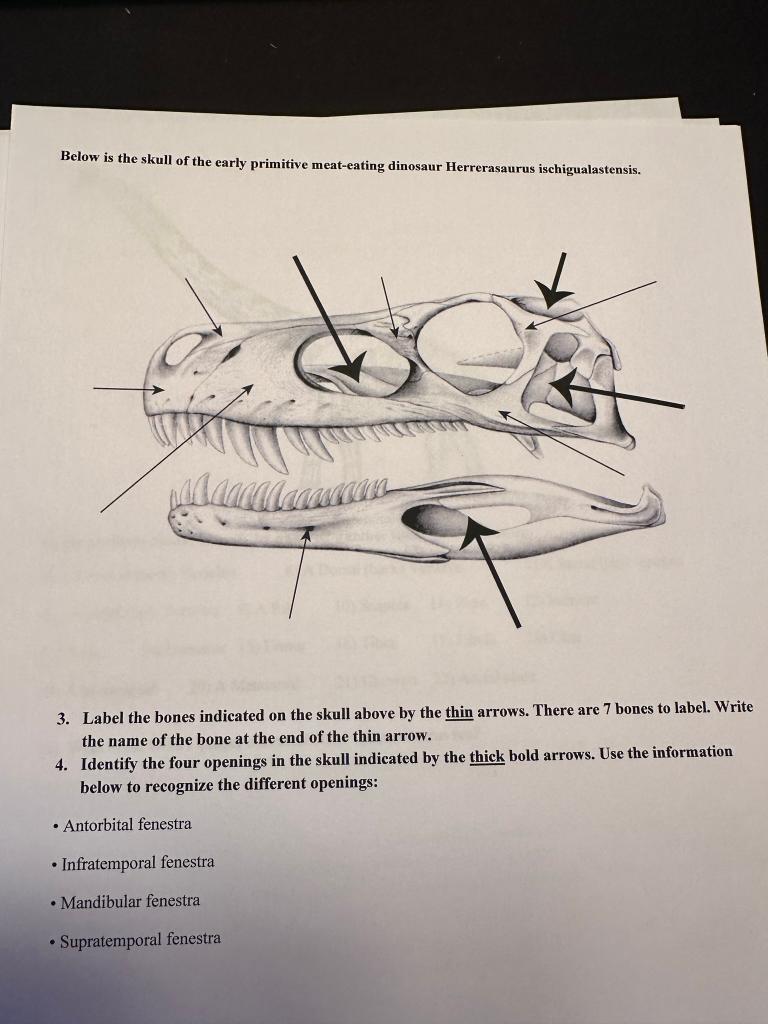 Solved Below is the skull of the early primitive meat-eating | Chegg.com