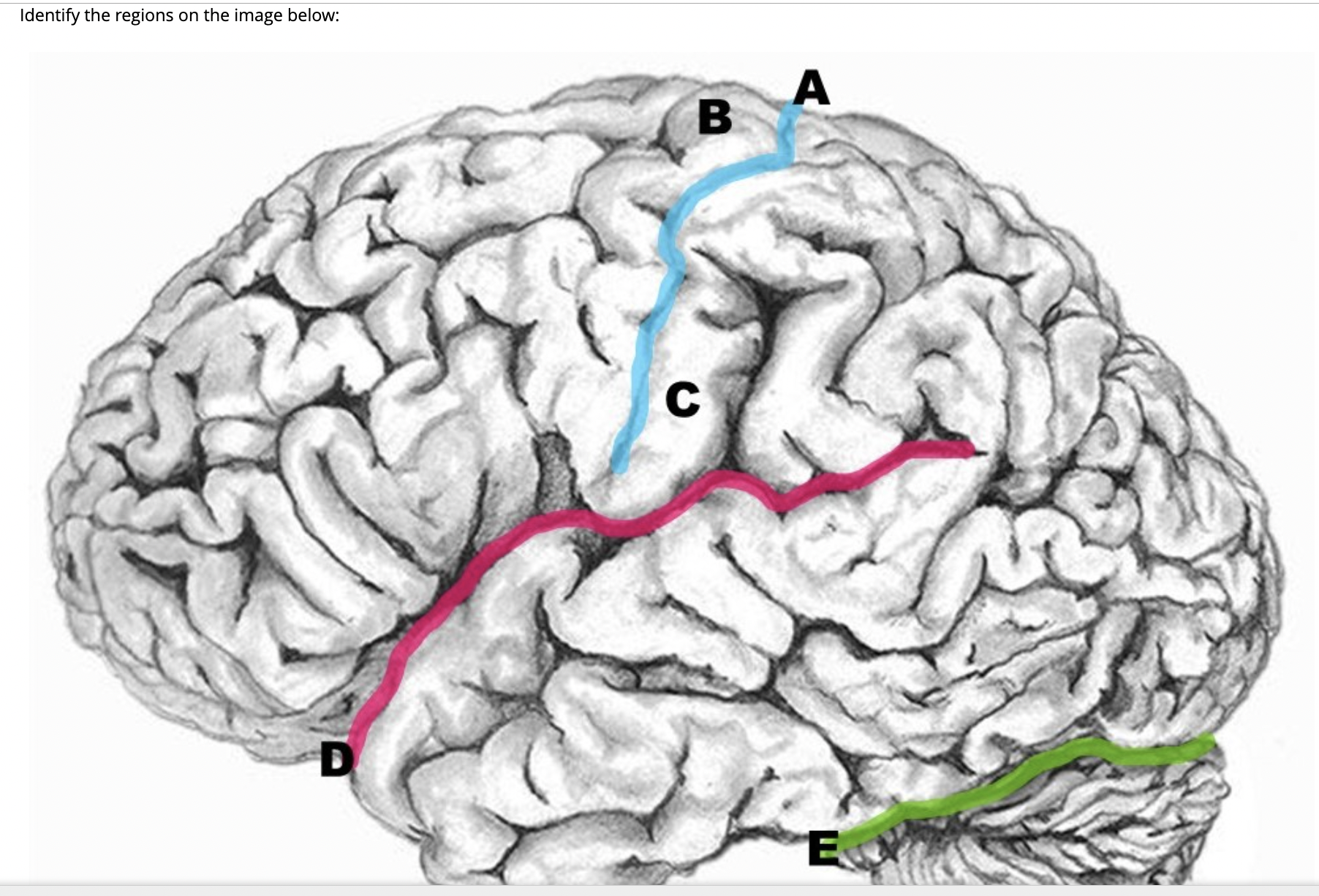 Solved Identify the regions on the image below: Letter B and | Chegg.com