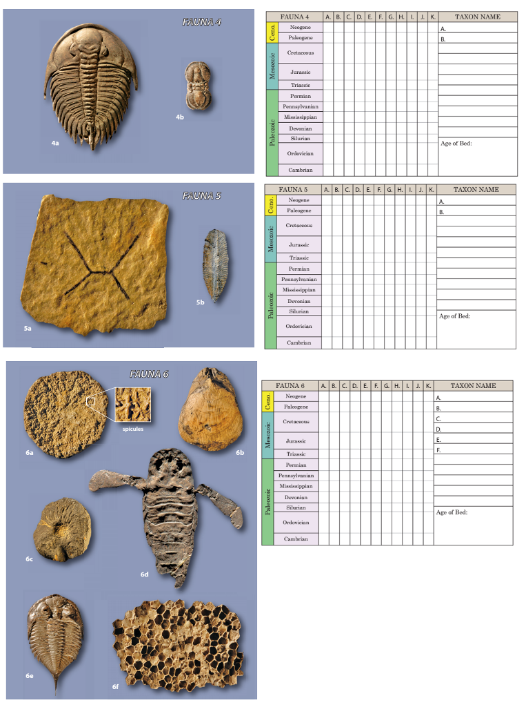 Solved FAUNA 2 A TAXON NAME FAUWA 2 E. 2b Age of Bed: 2d 2e | Chegg.com