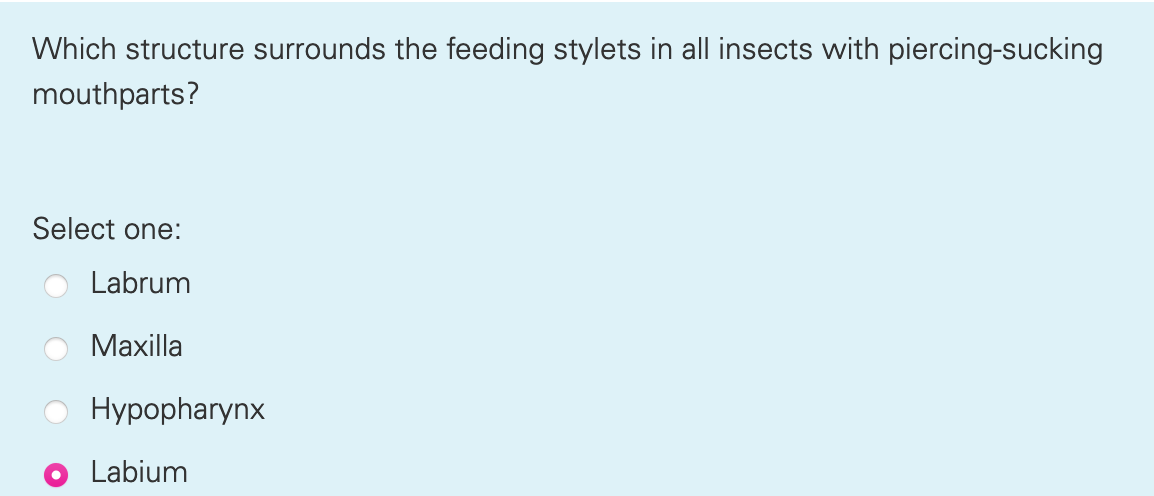 Solved Which structure surrounds the feeding stylets in all | Chegg.com