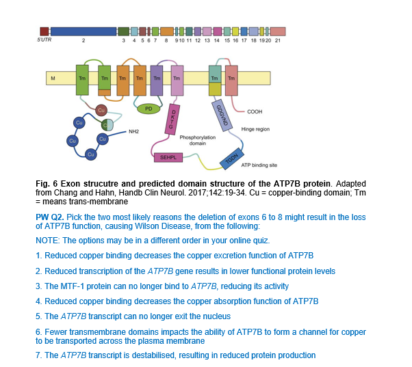 Solved: Splicing Together Of Exons (and Removal Of Introns... | Chegg.com