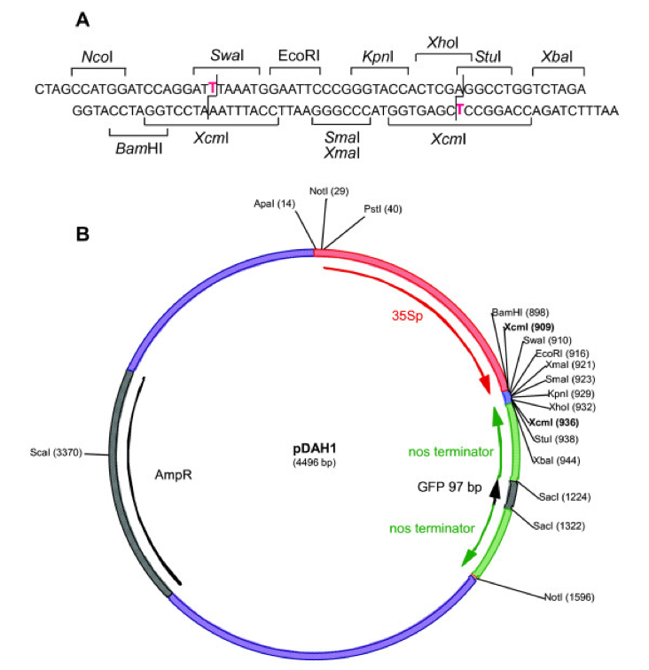 Solved The PCR fragment in Ais cloned in the Xho1 site in | Chegg.com