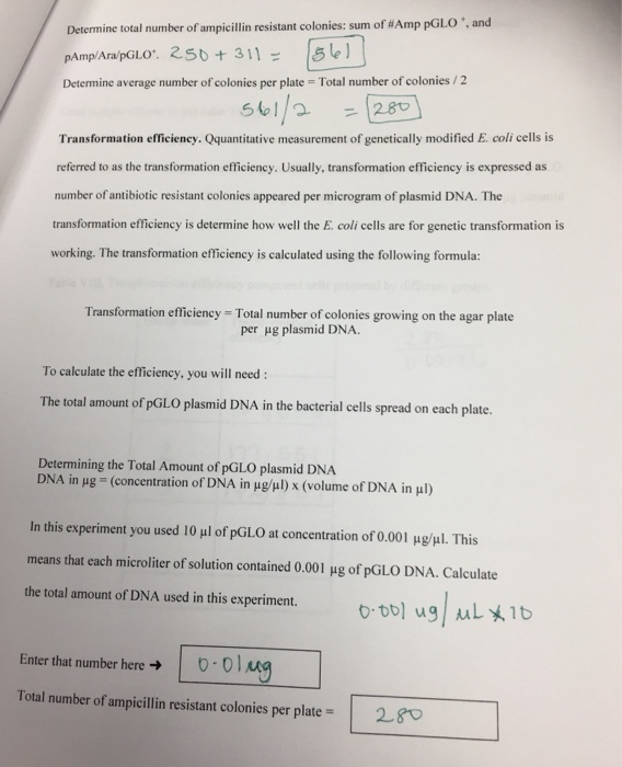 Results Observe your plate under normal and UV light | Chegg.com