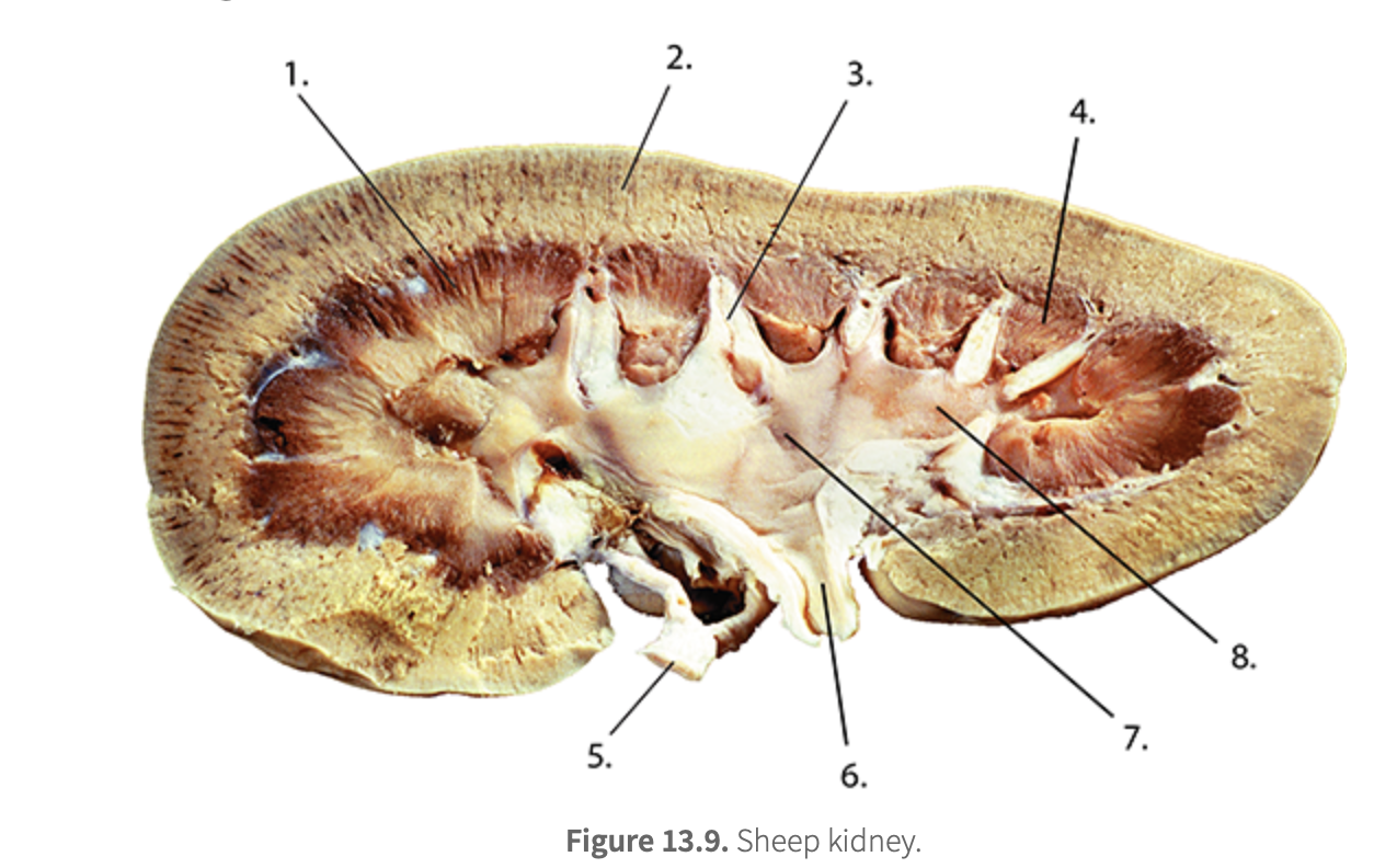 Solved 2. 1. 3. 4. 8. 7. 5. 6. Figure 13.9. Sheep kidney. | Chegg.com