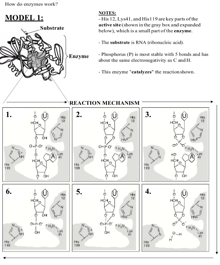 How do enzymes work? MODEL 1: NOTES: - His 12, Lys41, | Chegg.com