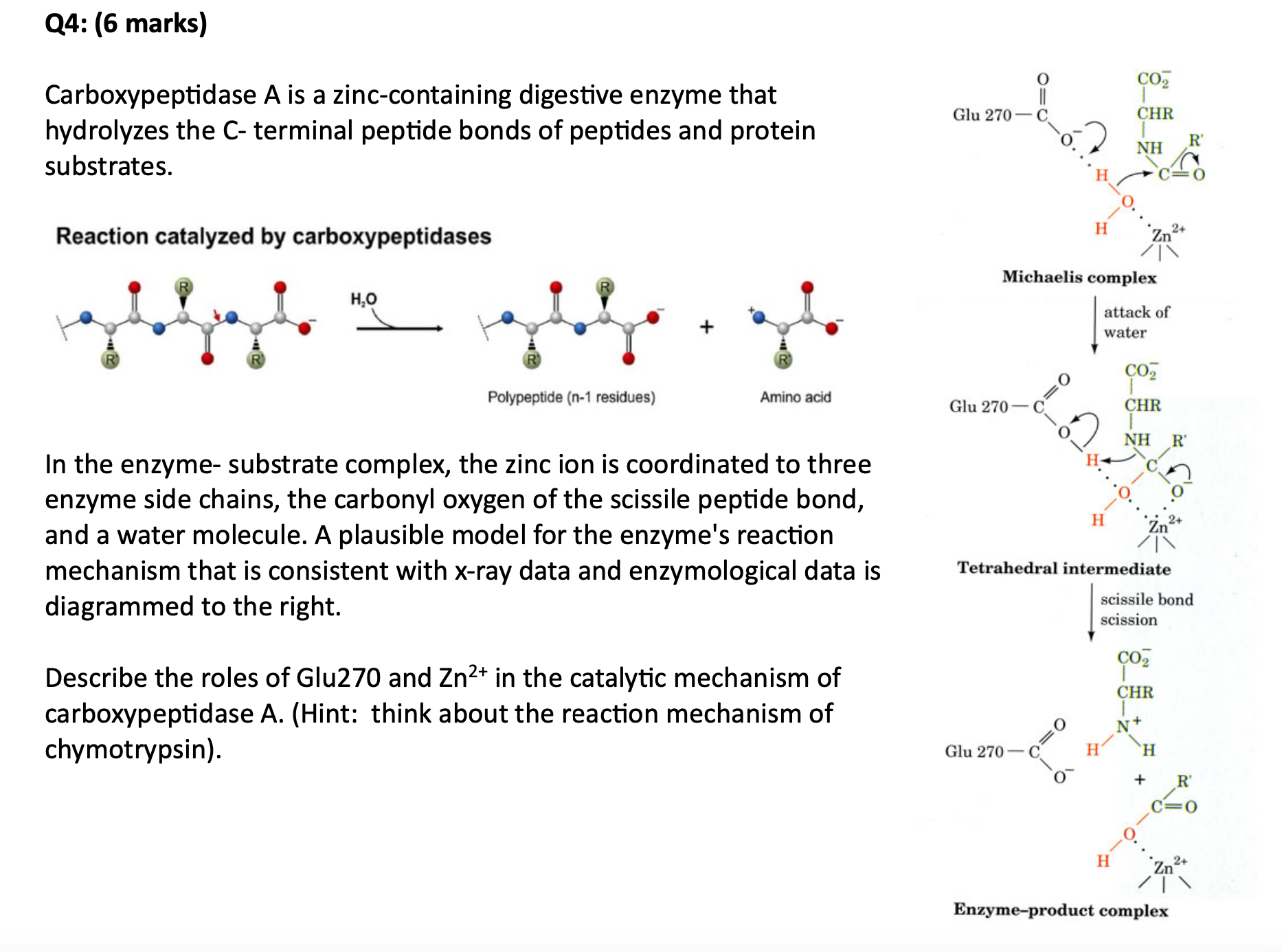 Solved Q4: (6 ﻿marks)Carboxypeptidase A is a zinc-containing | Chegg.com
