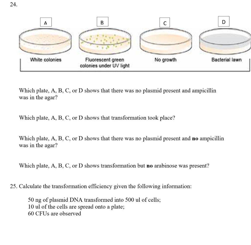 Solved 24. A B с D 0 White colonies No growth Bacterial lawn | Chegg.com