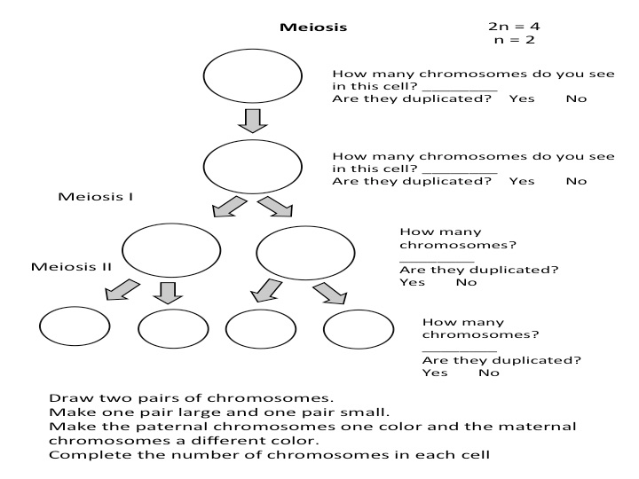 Solved Meiosis 2n = 4 n = 2 How many chromosomes do you see | Chegg.com
