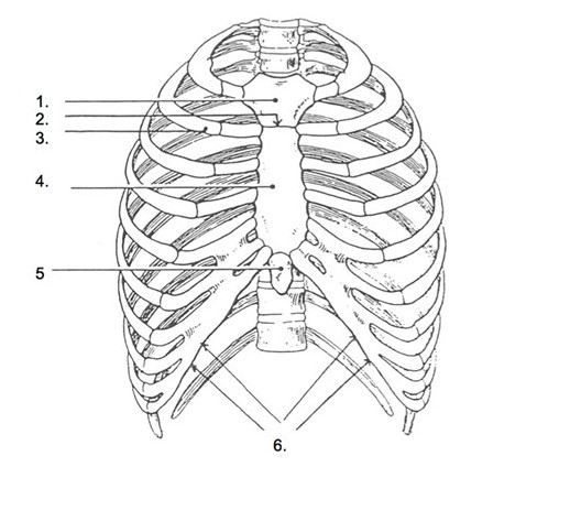 Sternum Anatomy Unlabeled
