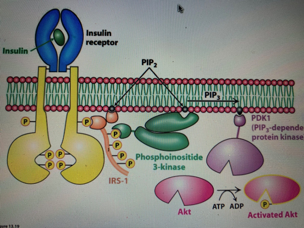 Solved Which of the following would result from a loss of | Chegg.com