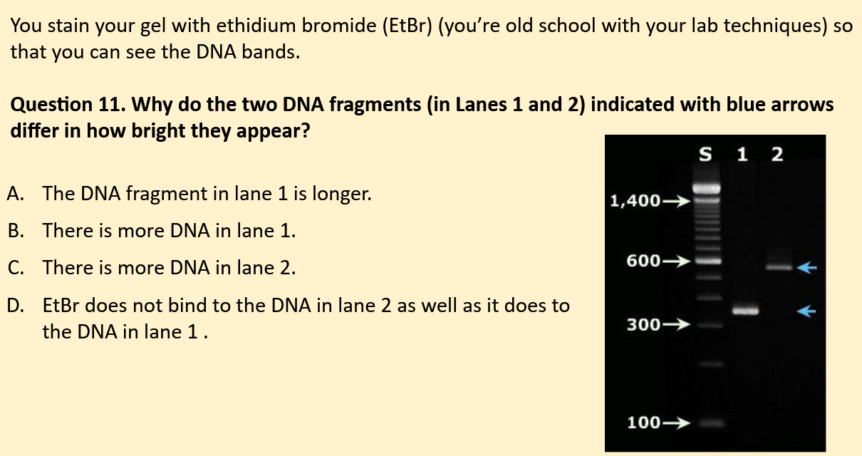 Solved You stain your gel with ethidium bromide | Chegg.com