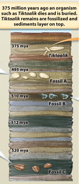 Solved Tiktaalik was a transitional fossil that was recently | Chegg.com