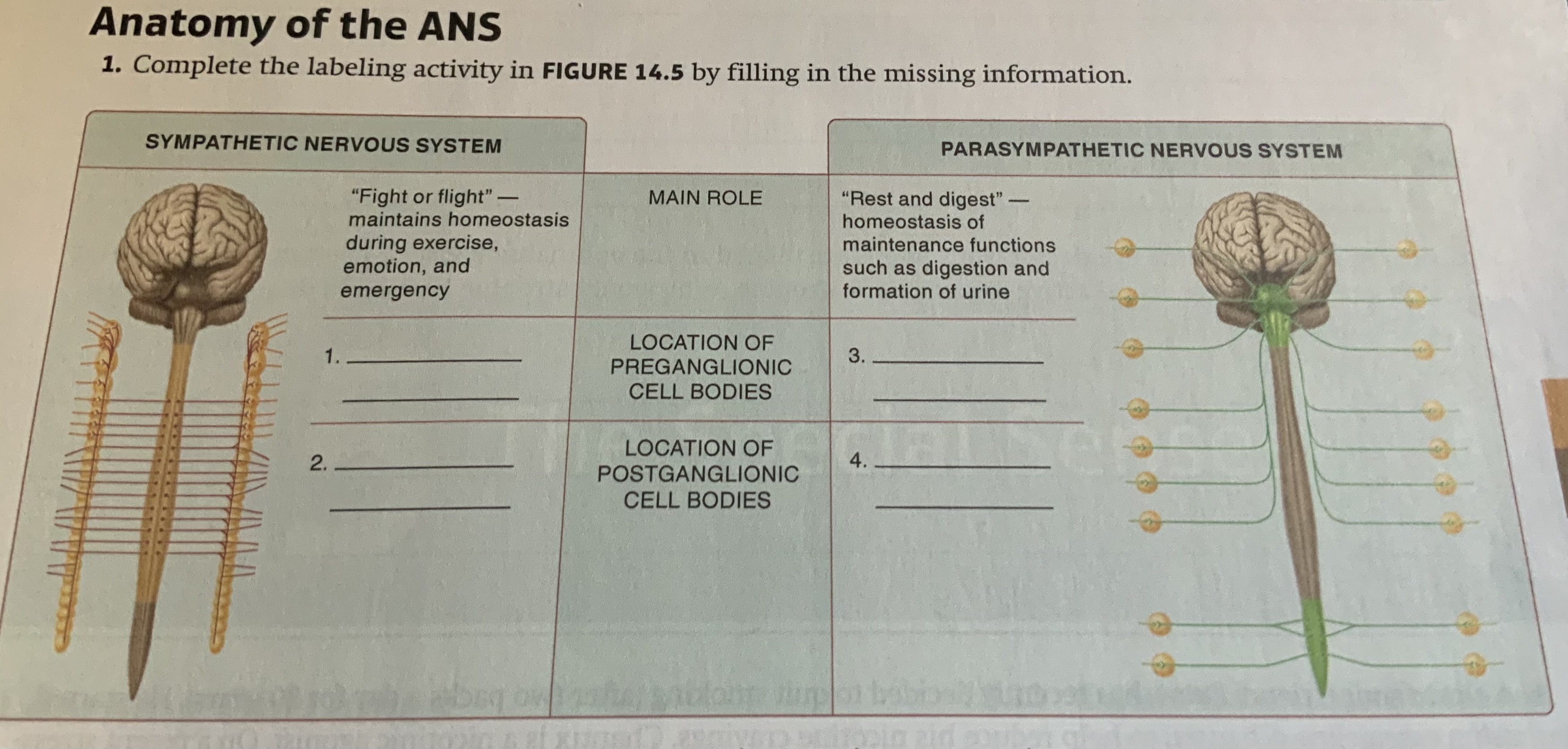 Solved Anatomy of the ANS 1. Complete the labeling activity | Chegg.com