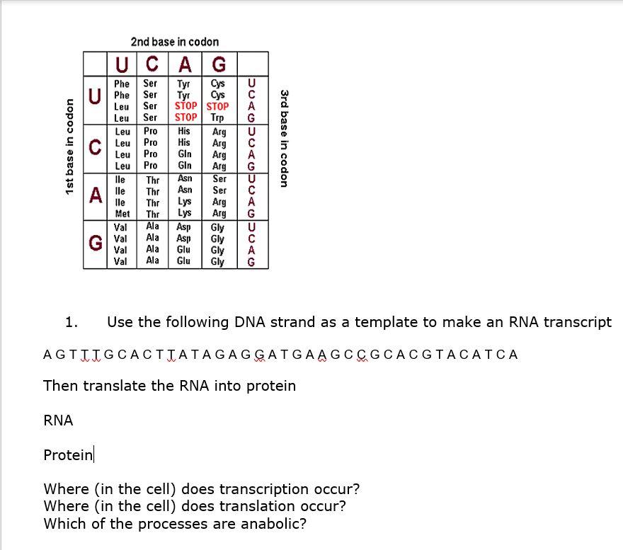 Solved 1st base in codon 2nd base in codon UC AG Phe Ser Tyr | Chegg.com