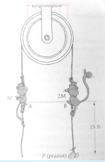 Solved Two monkeys hang from a massless rope that is wrapped | Chegg.com