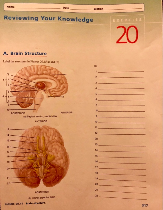 Solved Name Date Reviewing Your Knowledge EXERCISE 16 A. | Chegg.com