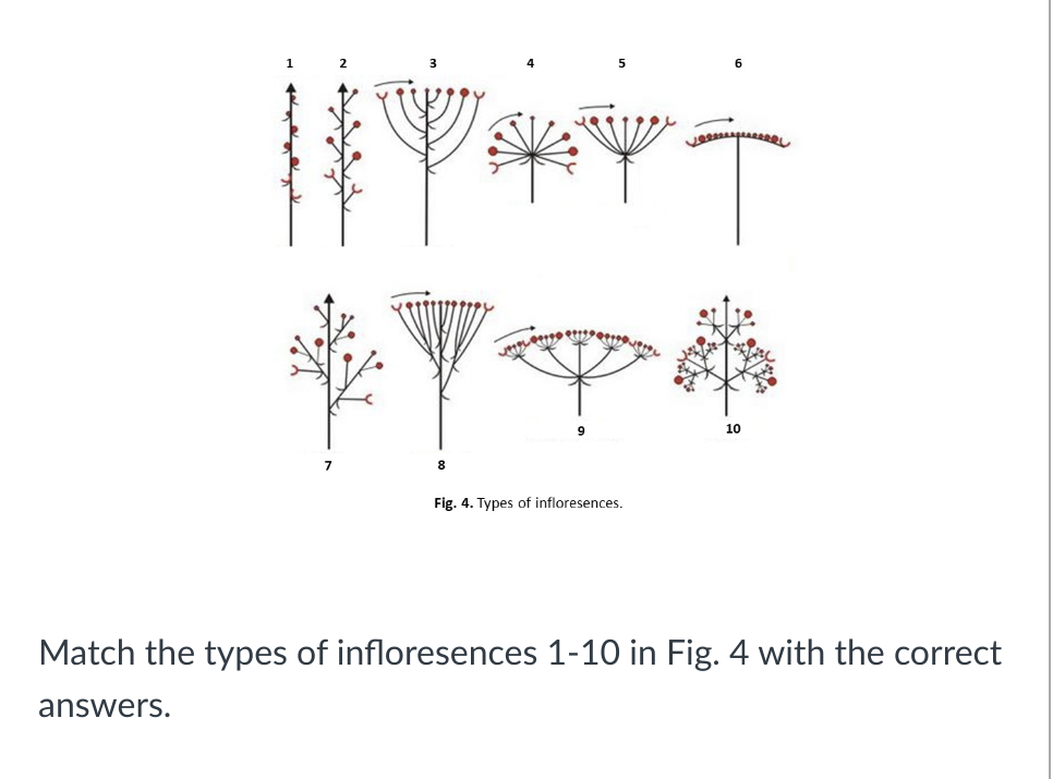 Solved Answer Choices are as follows Compound umbel | Chegg.com
