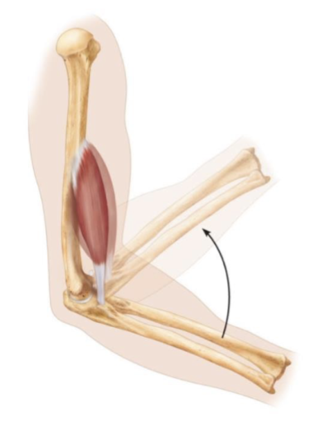 Solved Label and use the figure below as an example where | Chegg.com