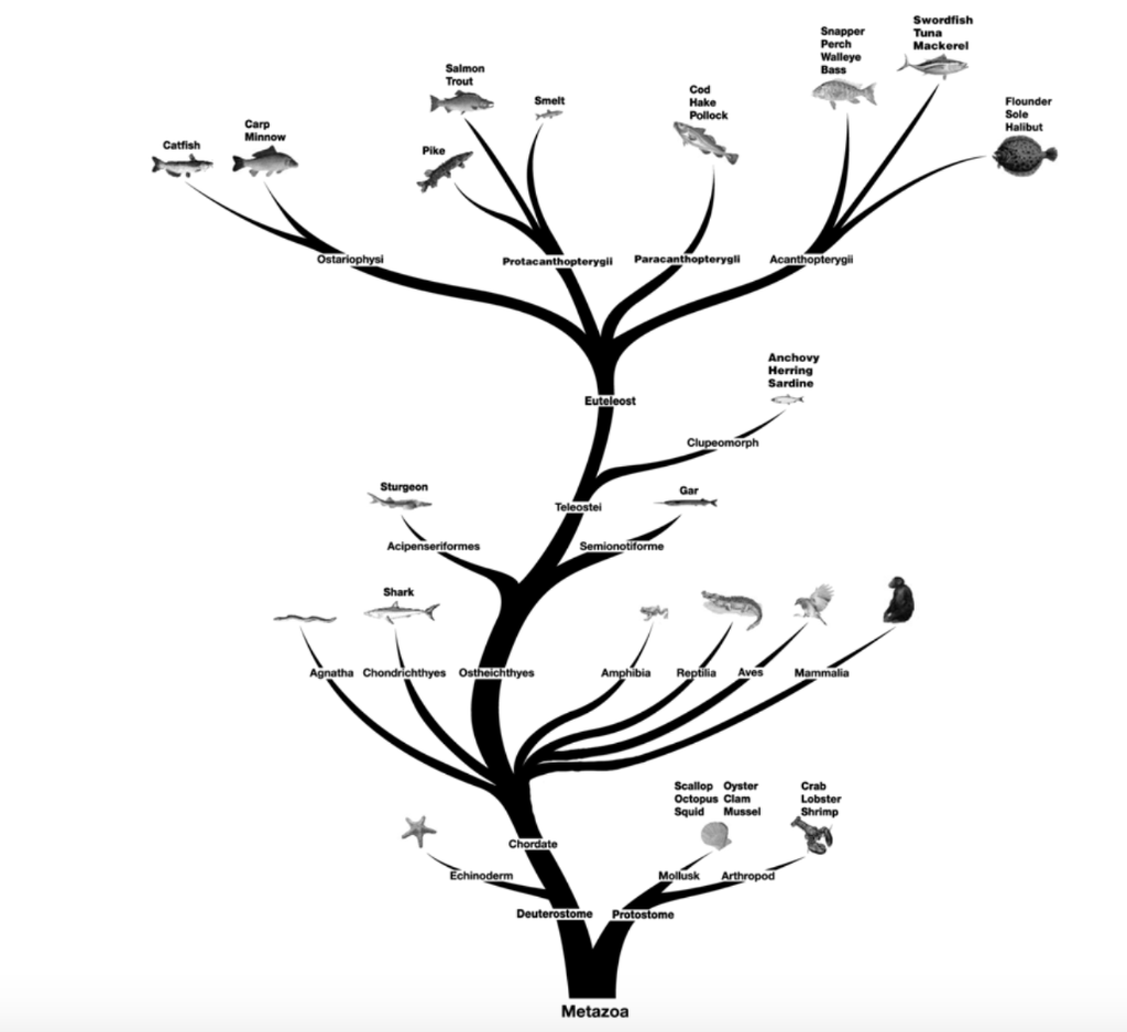 Solved Given this Phylogenetic tree of Metazoan organisms | Chegg.com