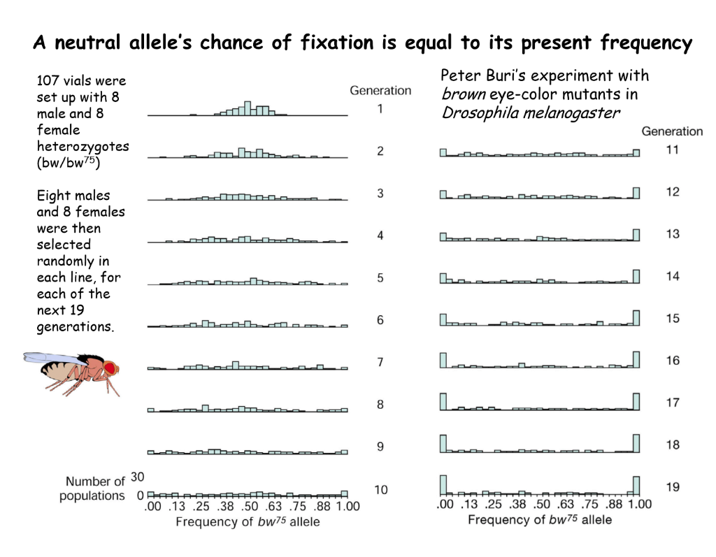 Solved In Peter Buri's drift experiment with fruit flies, | Chegg.com