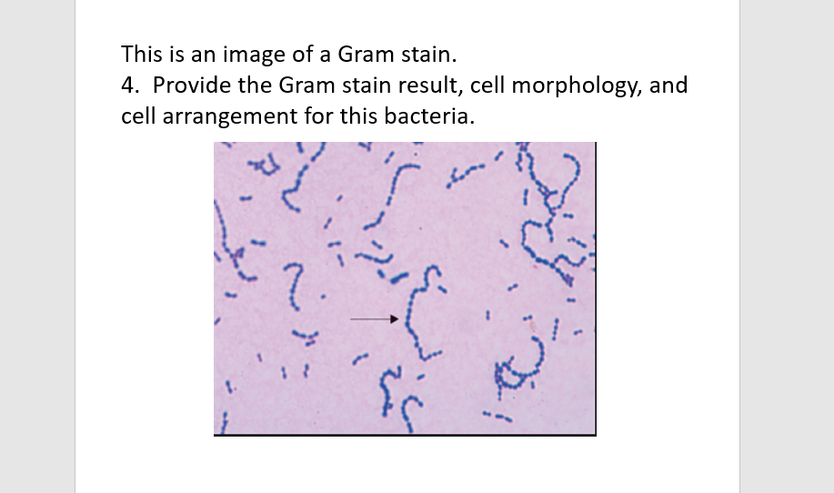 Solved This is an image of a Gram stain. 4. Provide the Gram | Chegg.com