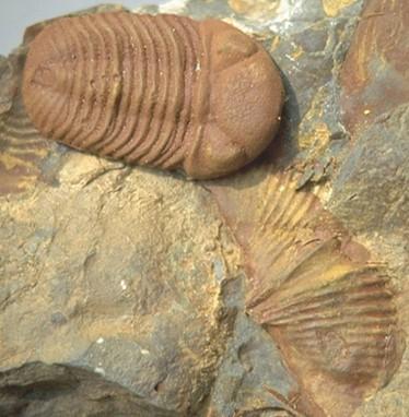 Solved Index Fossils and Fossil Assemblages 16. The image | Chegg.com