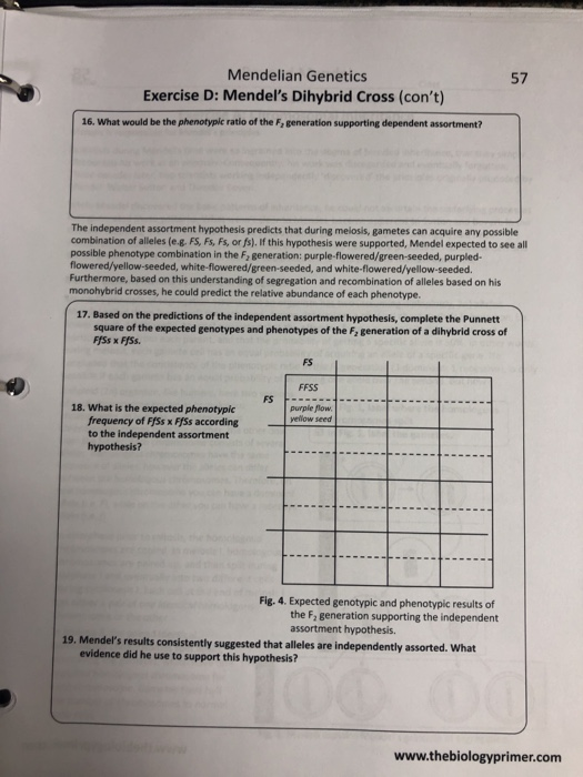 Solved Mendelian Genetics Exercise C: Predicting Results | Chegg.com