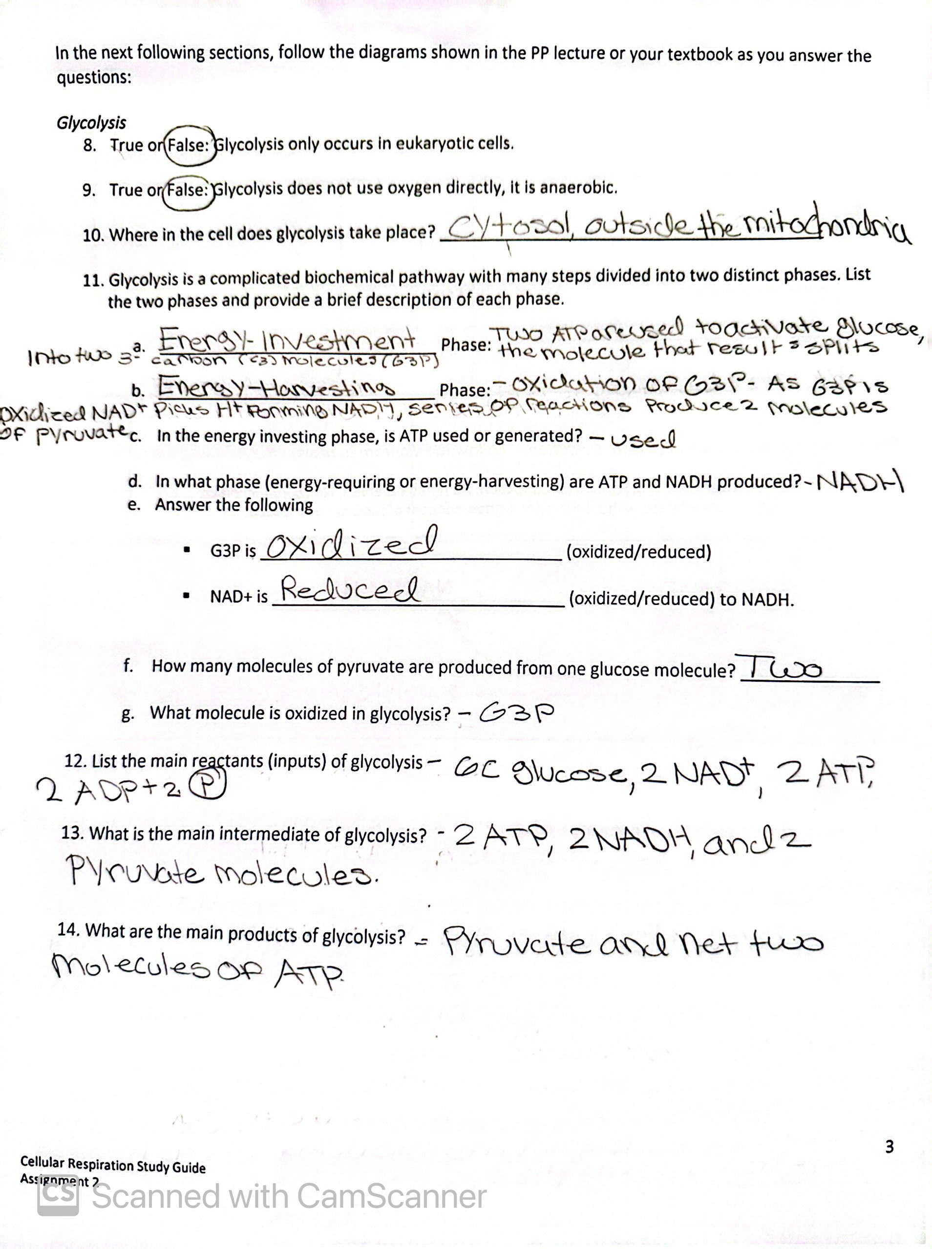 Solved Cellular respiration study guide Cellular Respiration | Chegg.com