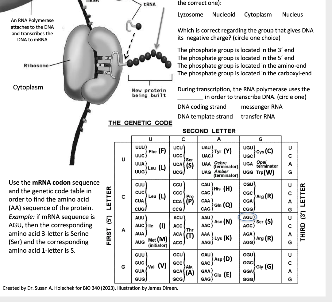 Solved mRNA-→ GGA AUA GCA UAA UAC UAG CUA UAU UUA CUU (for | Chegg.com