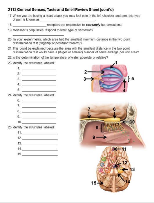 Solved 2112 General Senses, Taste and Smell Review Sheet | Chegg.com