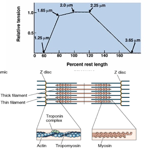 Solved Explain the characteristics of the muscle force | Chegg.com