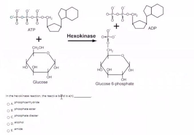 Solved Hexokinase is a key enzyme in the glycolytic pathway | Chegg.com