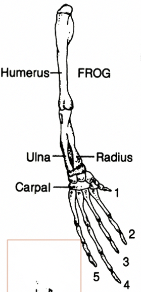 Solved 1. Clearly identify the metacarpals and all phalanges | Chegg.com