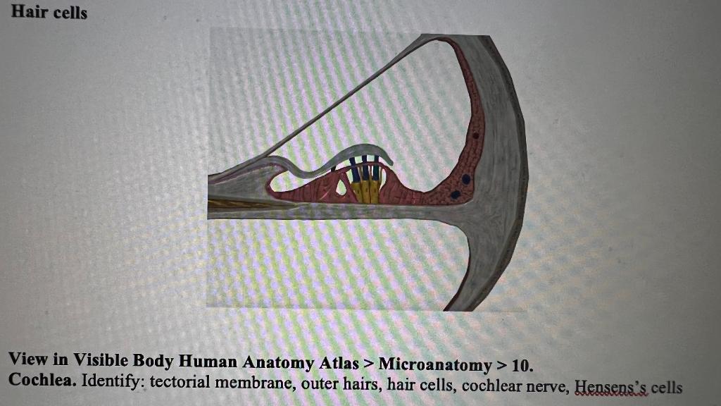 Solved Hair cells View in Visible Body Human Anatomy Atlas > | Chegg.com