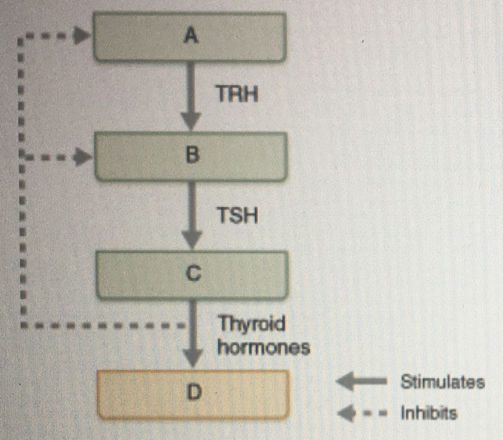 Solved Where is thyrotropin-releasing hormone | Chegg.com