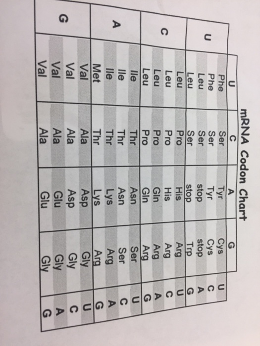 Solved mRNA Codon Chart Ser Tyr Phe Ser Phe Tyr Ser Leu Leu | Chegg.com