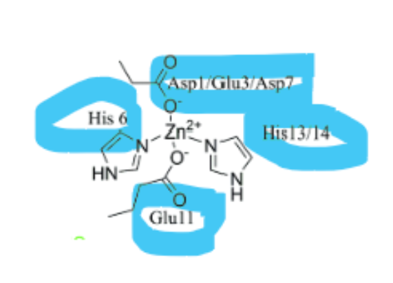 Solved What do the abbreviations stand for.Glu11, His6, | Chegg.com