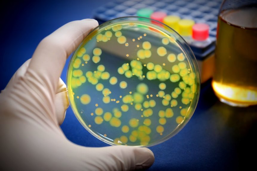 I attached the lab report and lab pictures. I only | Chegg.com I attached the lab report and lab pictures. I only | Chegg.com