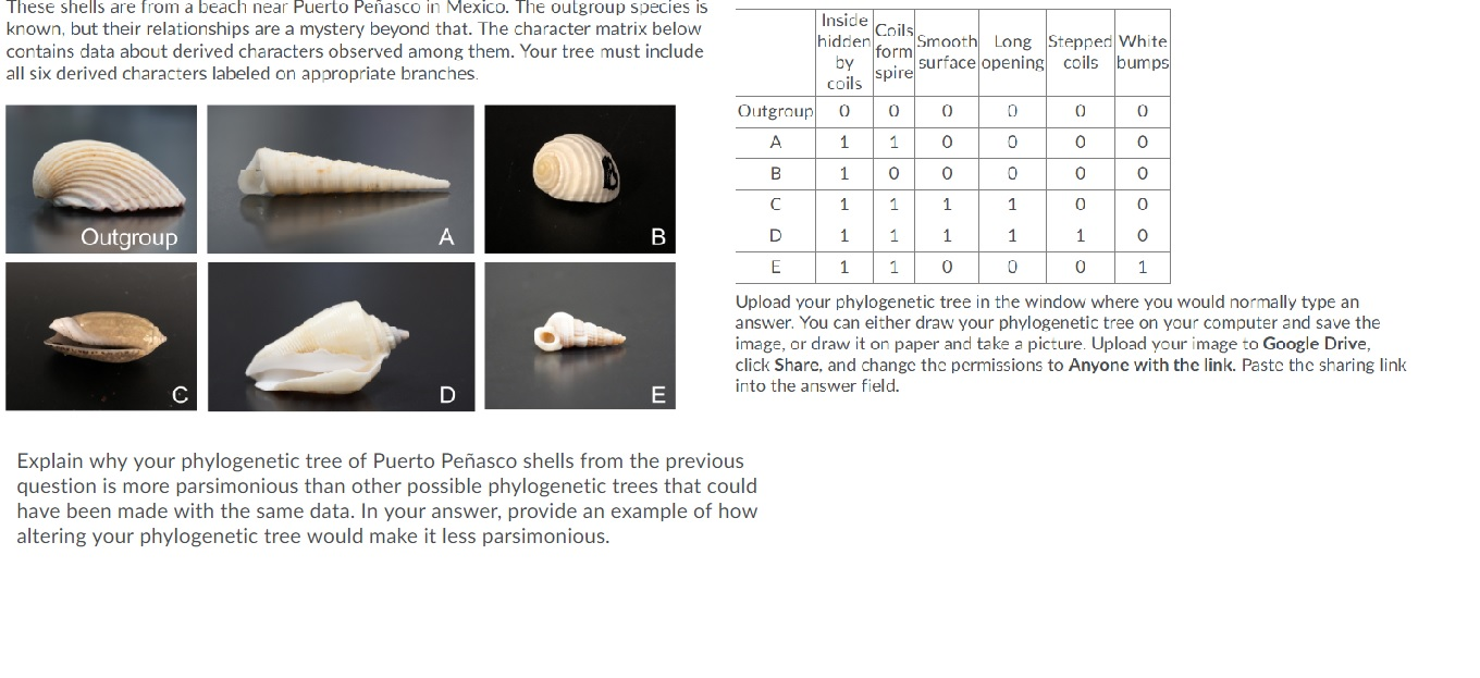 Solved These shells are from a beach near Puerto Peñasco in | Chegg.com